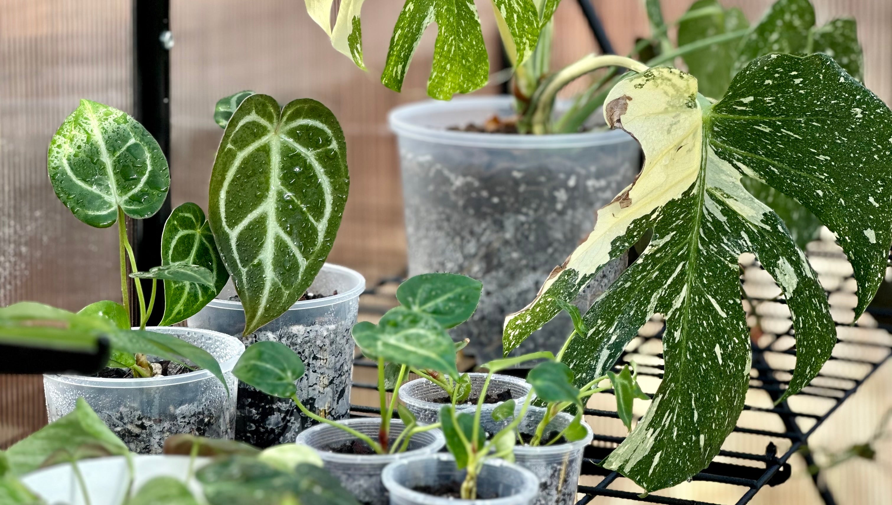 How we are keeping it cool for the planet. – Synthesis Plant Studio